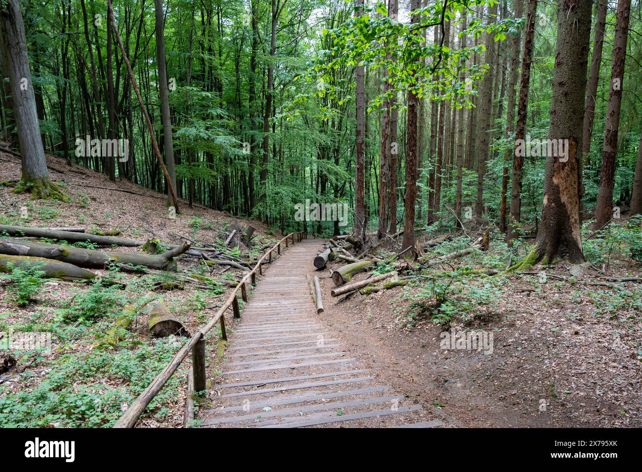 A wooded area with a path leading up to a hill. The path is made of ...