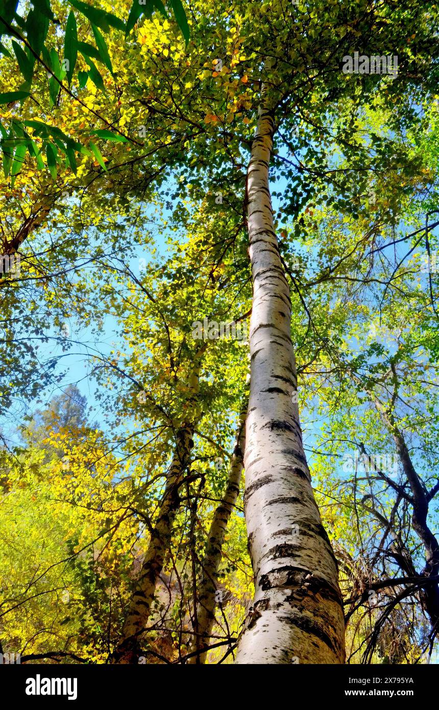 Birch tree going up against the blue sky. Standing Tall, The Birch's ...