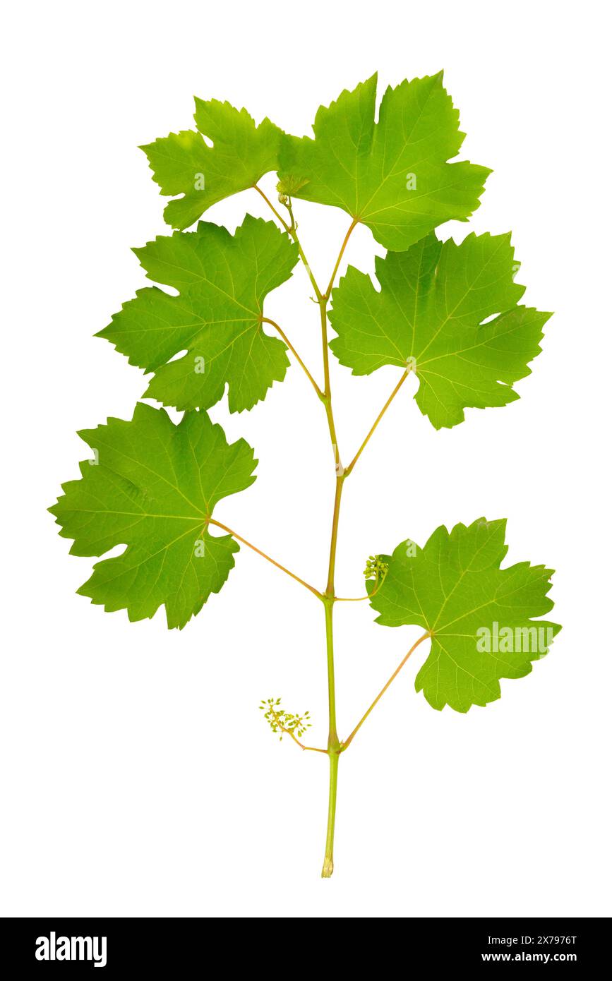 Growing texture background Cut Out Stock Images & Pictures - Alamy