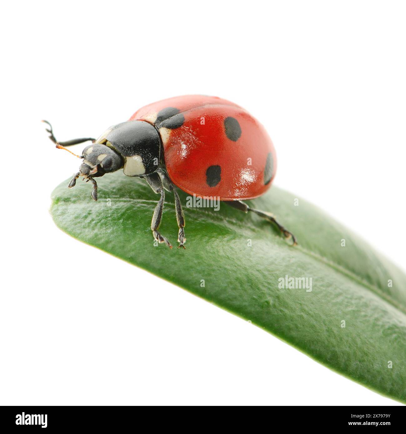 ladybird on green leaf isolated on a white background Stock Photo - Alamy