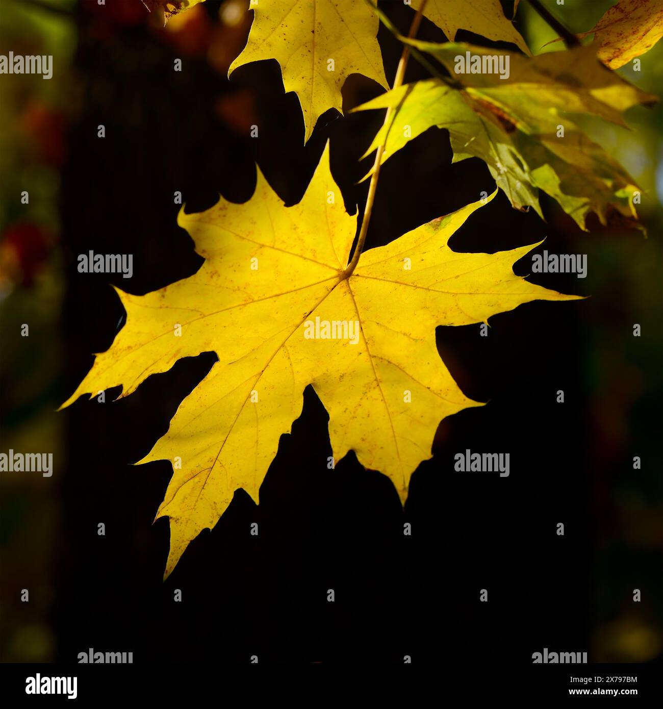yellow autumn leaves on dark background Stock Photo - Alamy