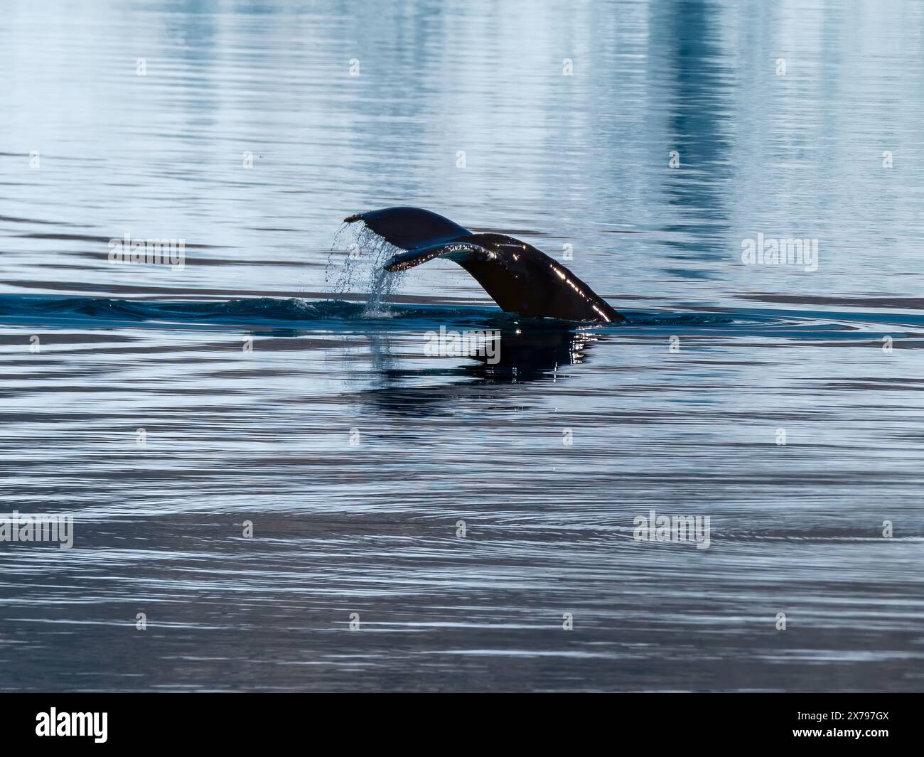 Humpback whale fluke, photographed in Johan Petersen Fjord in East ...