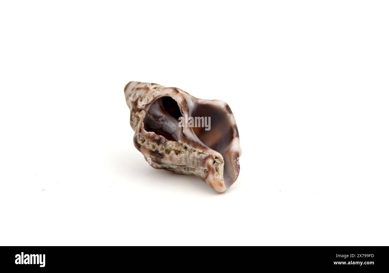 A dark seashell on a white background in macro photography. Beautiful ...