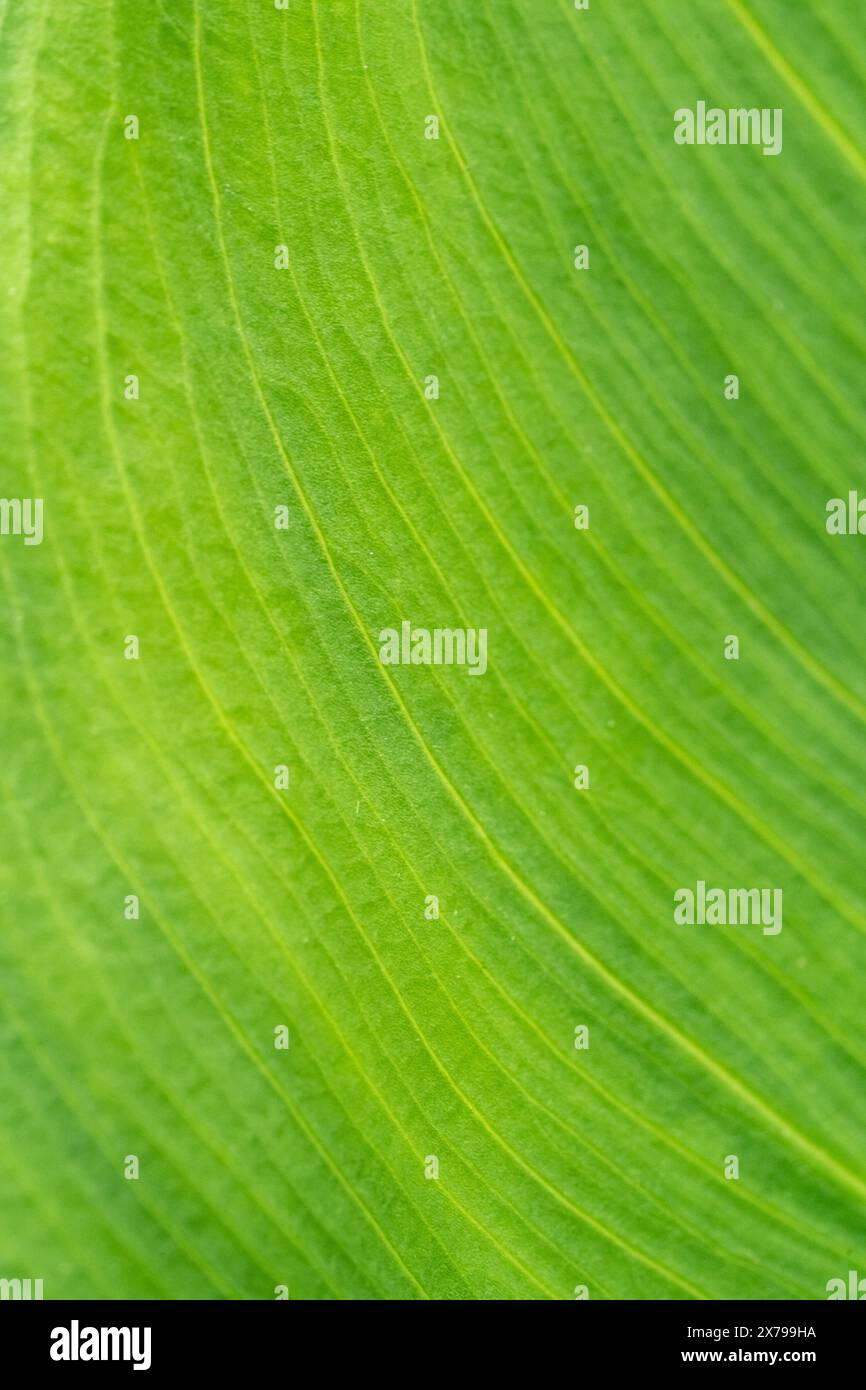 Leaves Tropical forest trees texture background wallpaper. Green leaf ...