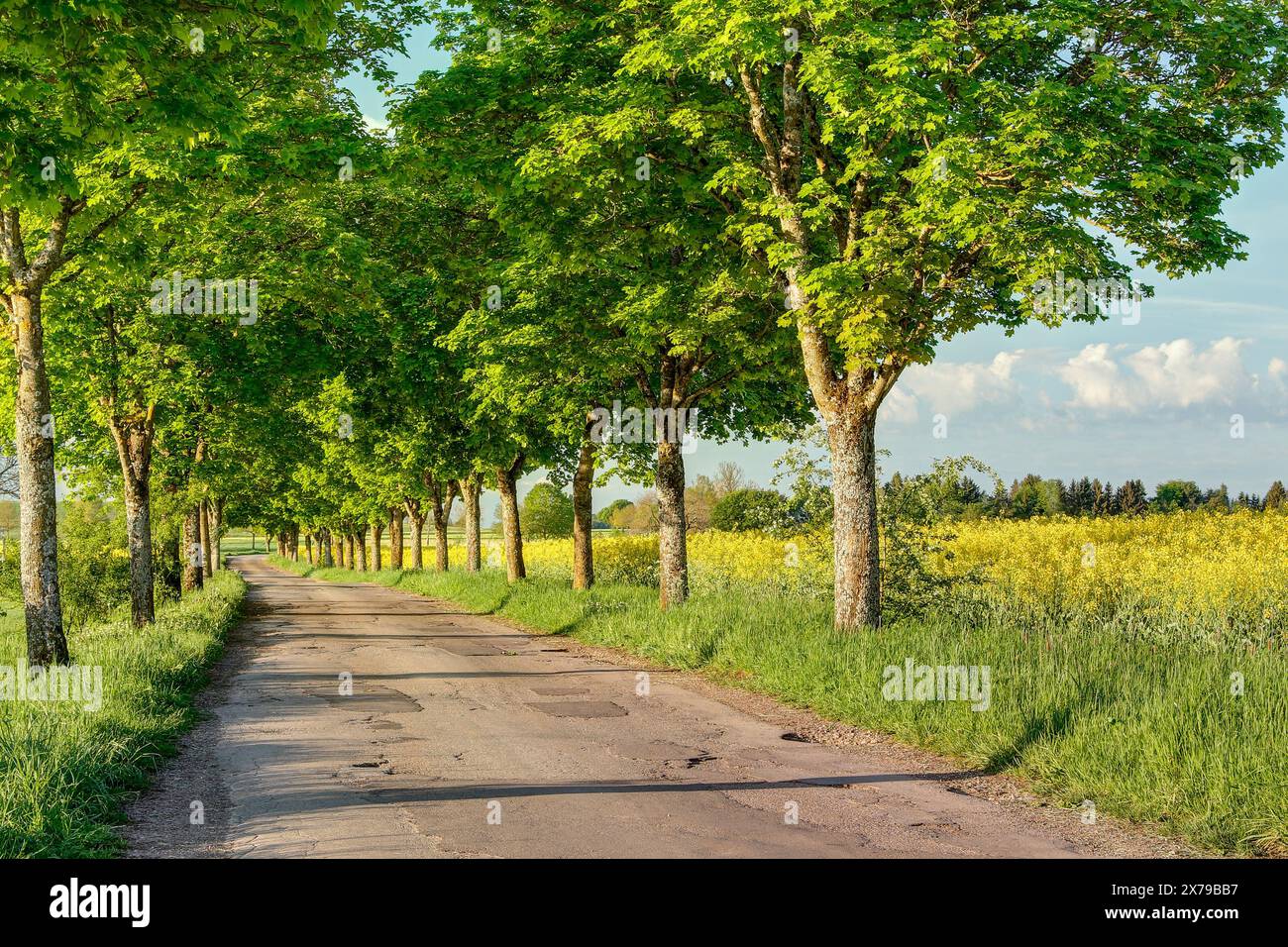 The bumpy, picturesque country road winds through the green tree avenue, passing by a blooming ...