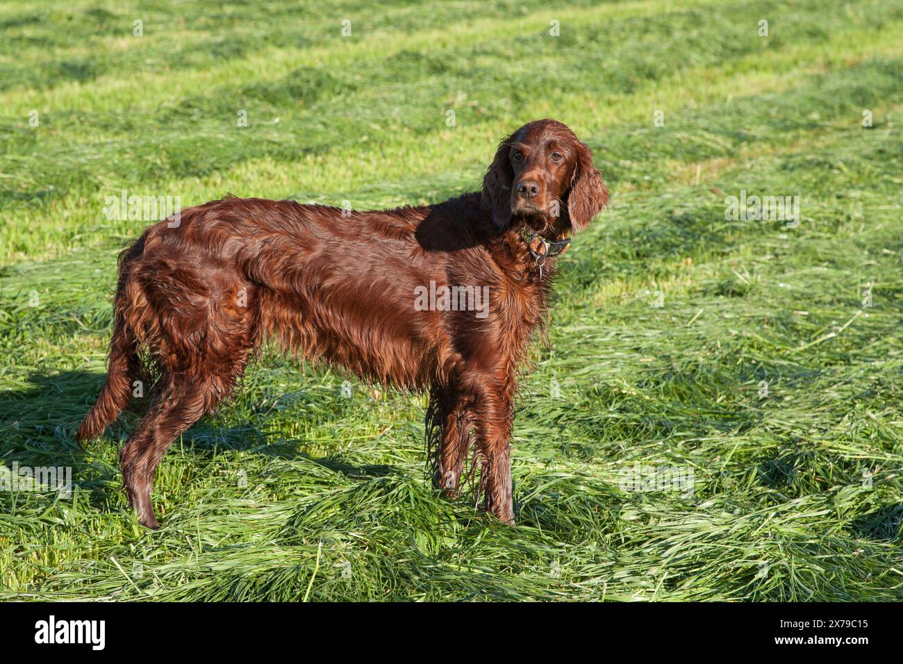 A magnificent, wet Irish Setter hunting dog stands amidst mown grass ...