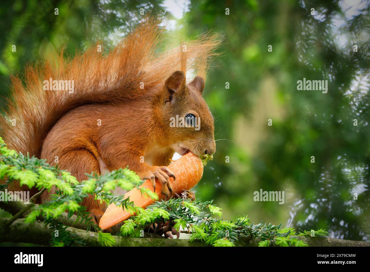 Squirrel on a branch enjoys nibbling on a captured carrot Stock Photo ...