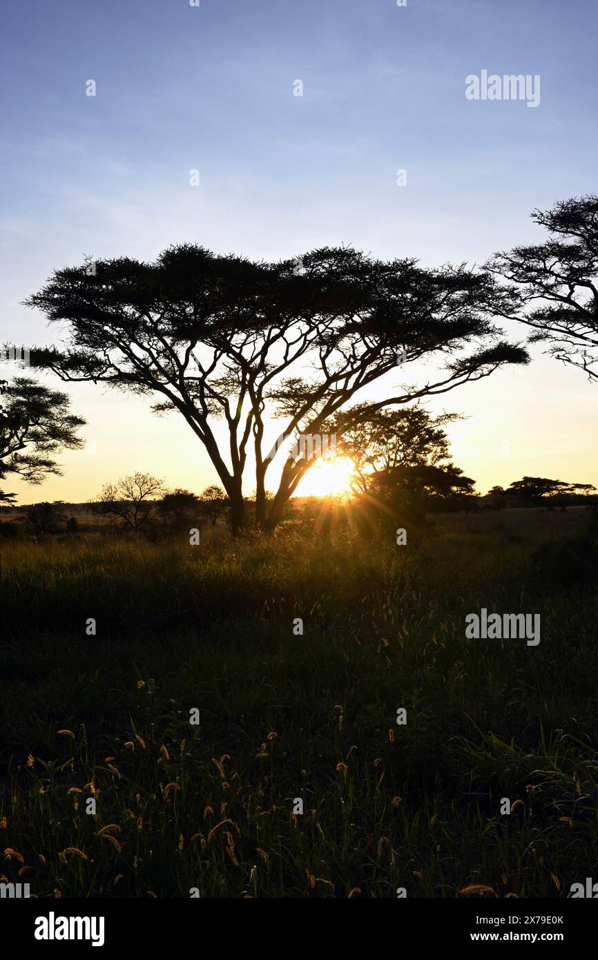 Silhouettes of Acacia trees at sunrise, Serengeti National Park ...