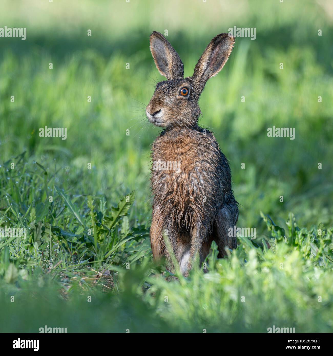 European hare (Lepus europaeus) sitting in the grass, fur is wet ...