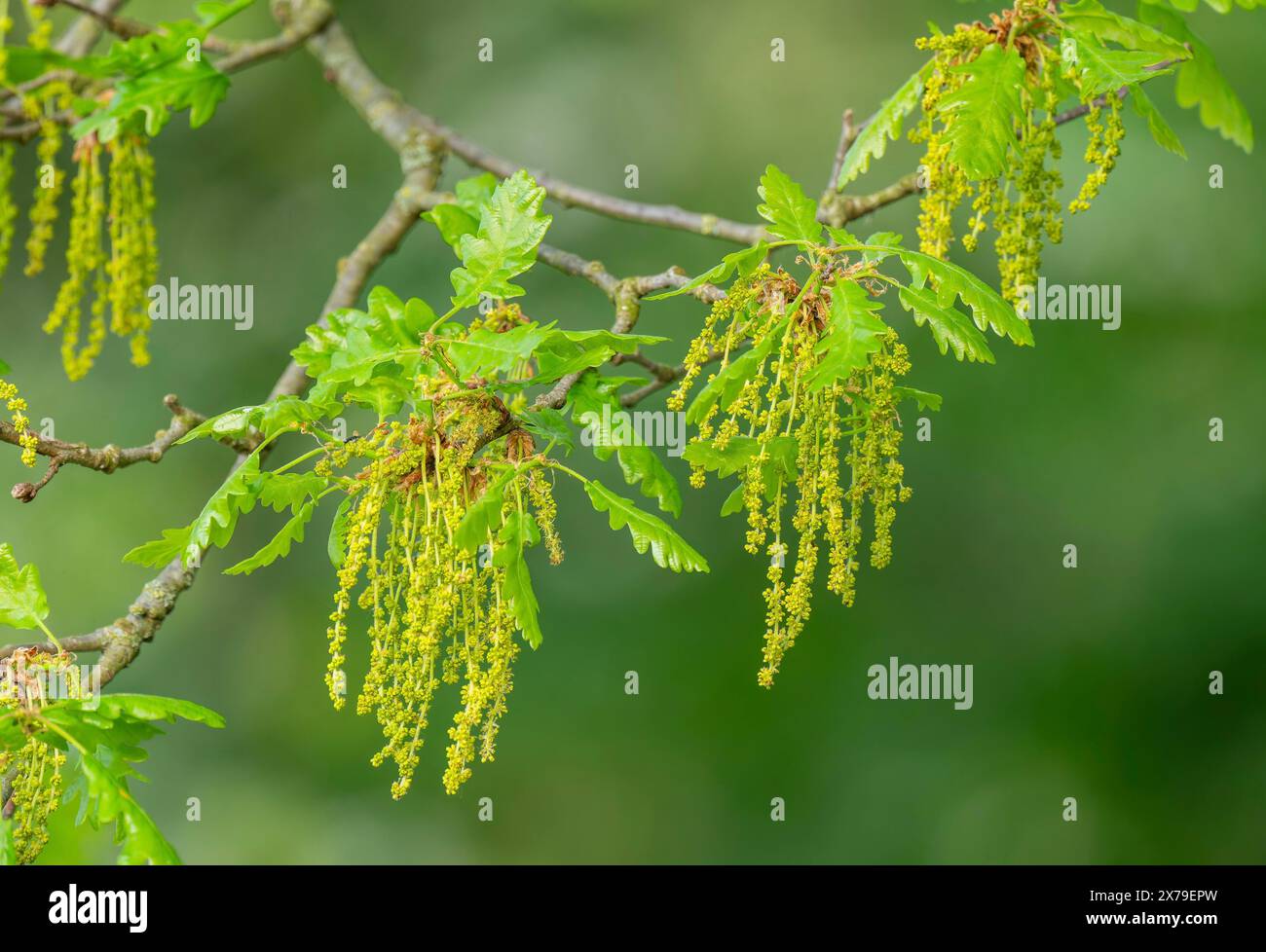 English oak (Quercus robur), flowering, male inflorescences, Lower ...