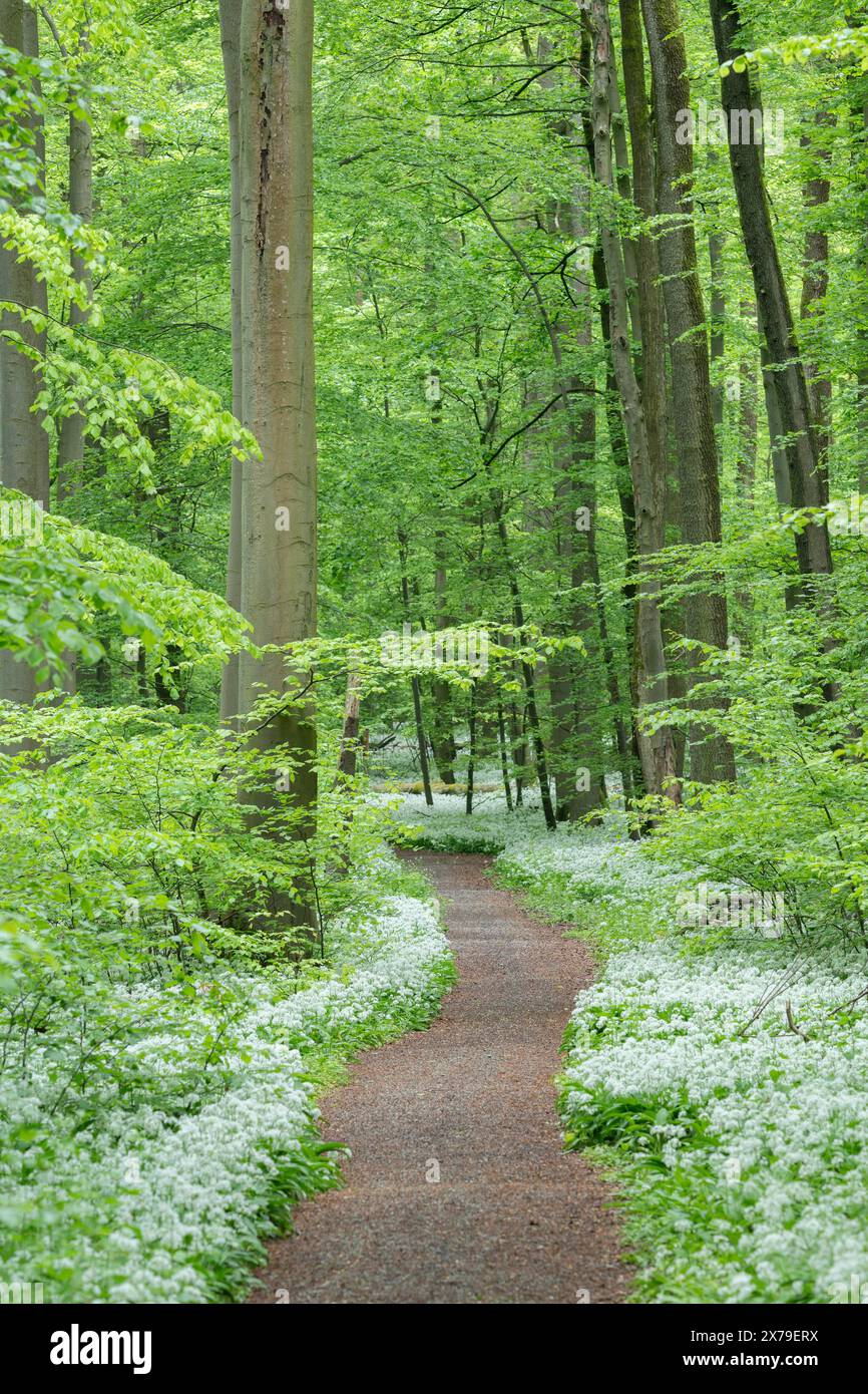 Path through near-natural deciduous forest with flowering ramson ...