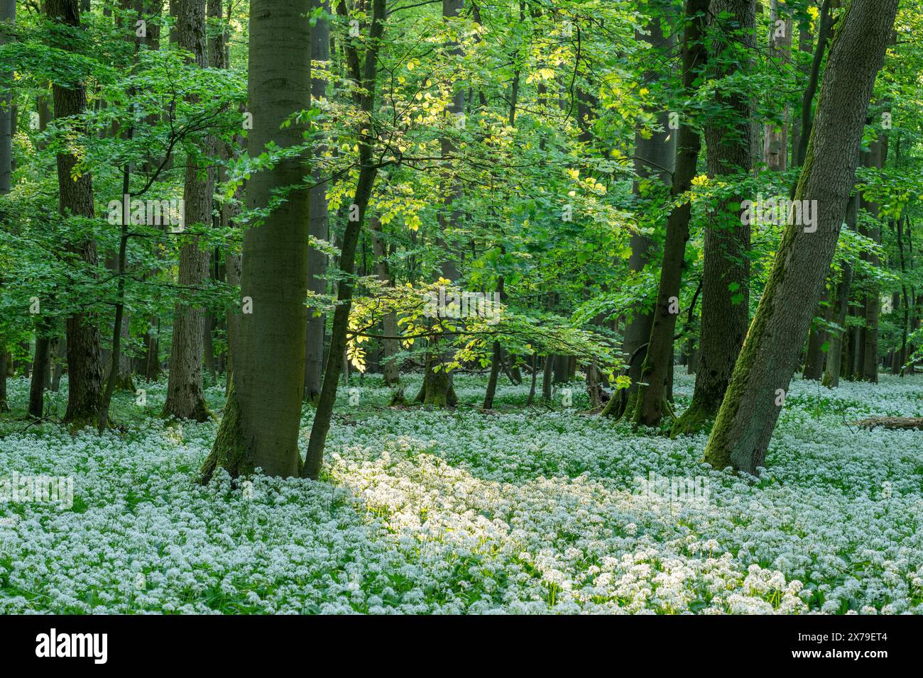 Near-natural deciduous forest with flowering ramson (Allium ursinum ...