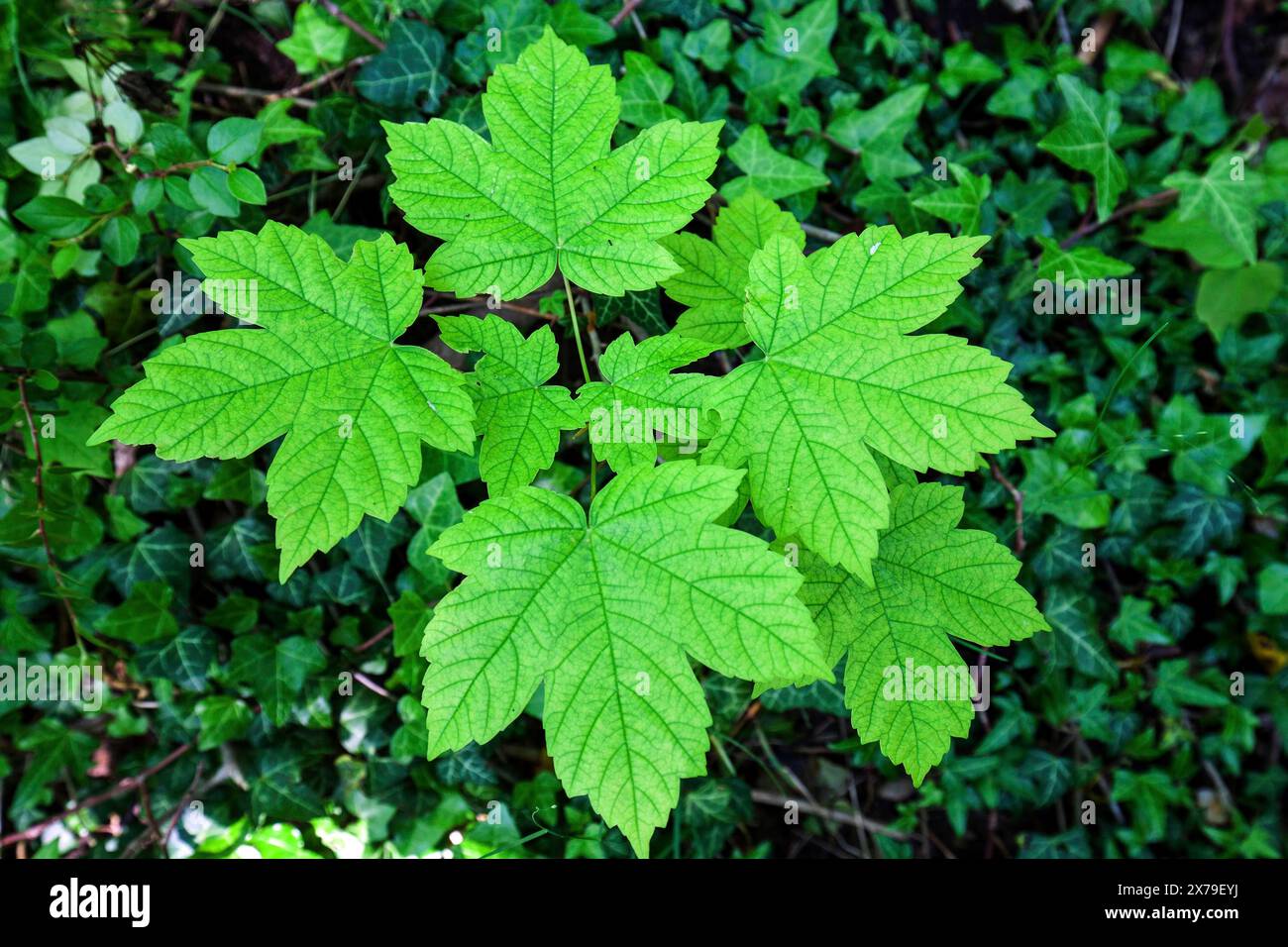 Young mountain maple (Acer pseudoplatanus), Allgaeu, Bavaria, Germany ...