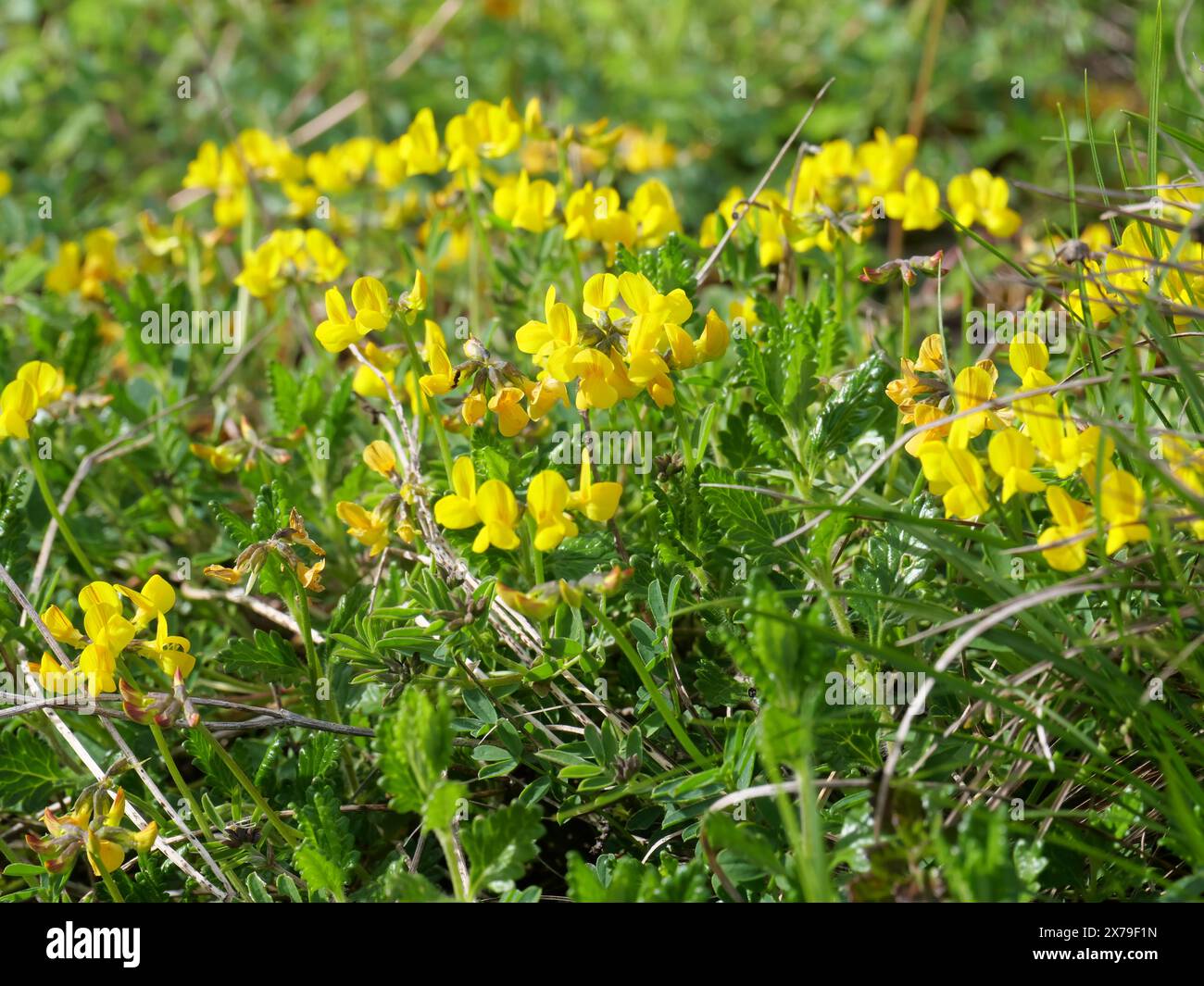 The yellow flowers of the common horseshoe vetch Hippocrepis comosa on ...