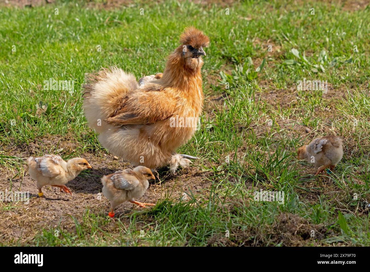 Silk hen with Wyandotte chick, hen, Wittorf, Samtgemeinde Bardowick ...