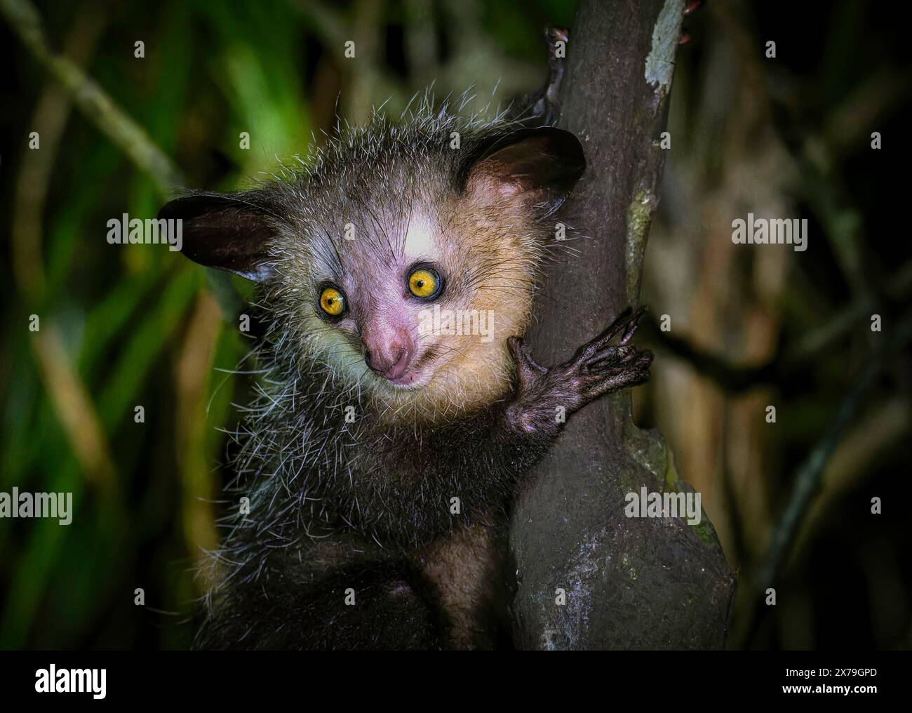 An aye-aye lemur with striking eyes clutches a tree trunk in the dense ...