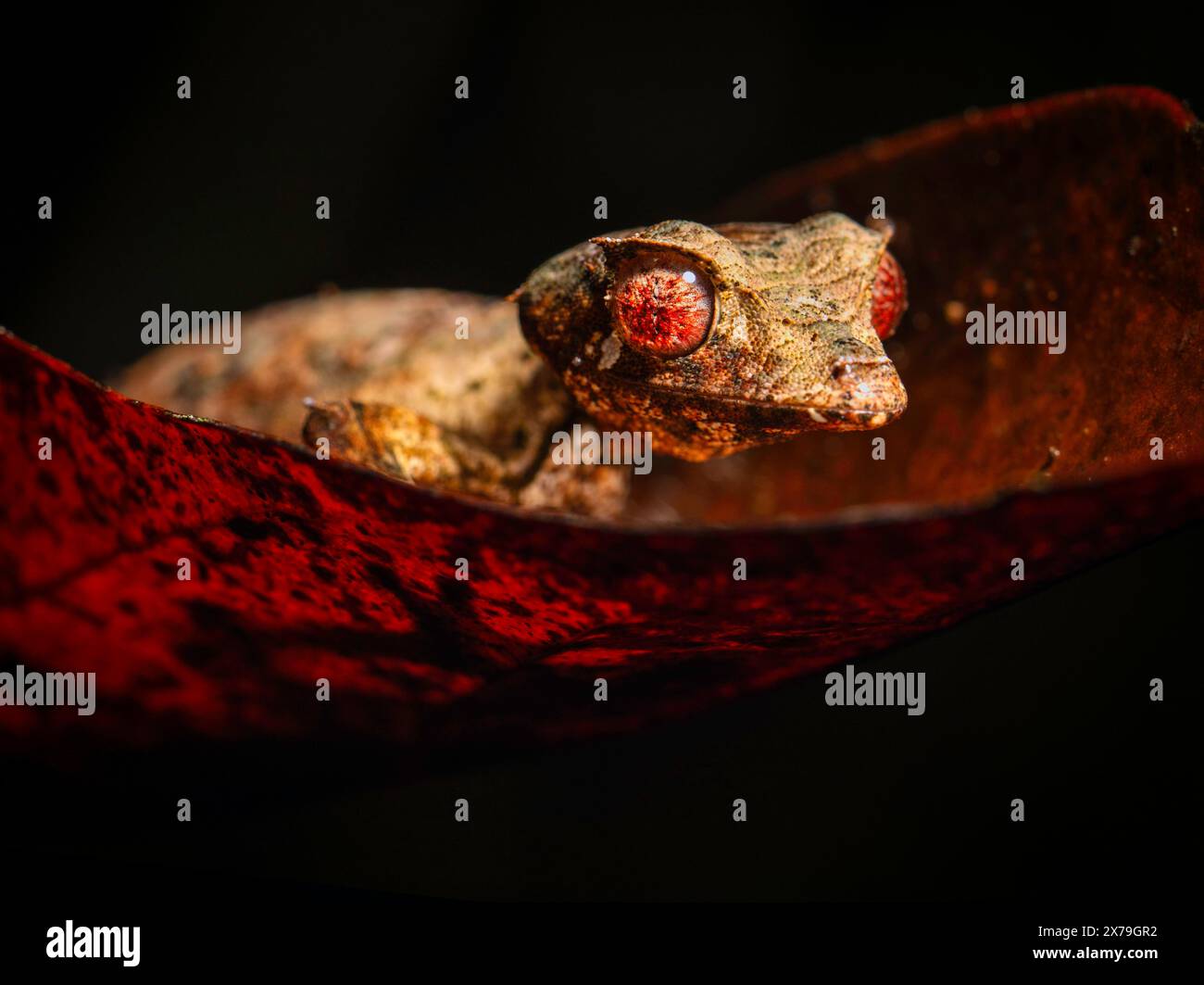 A gecko with striking red eyes on red foliage against a dark background ...