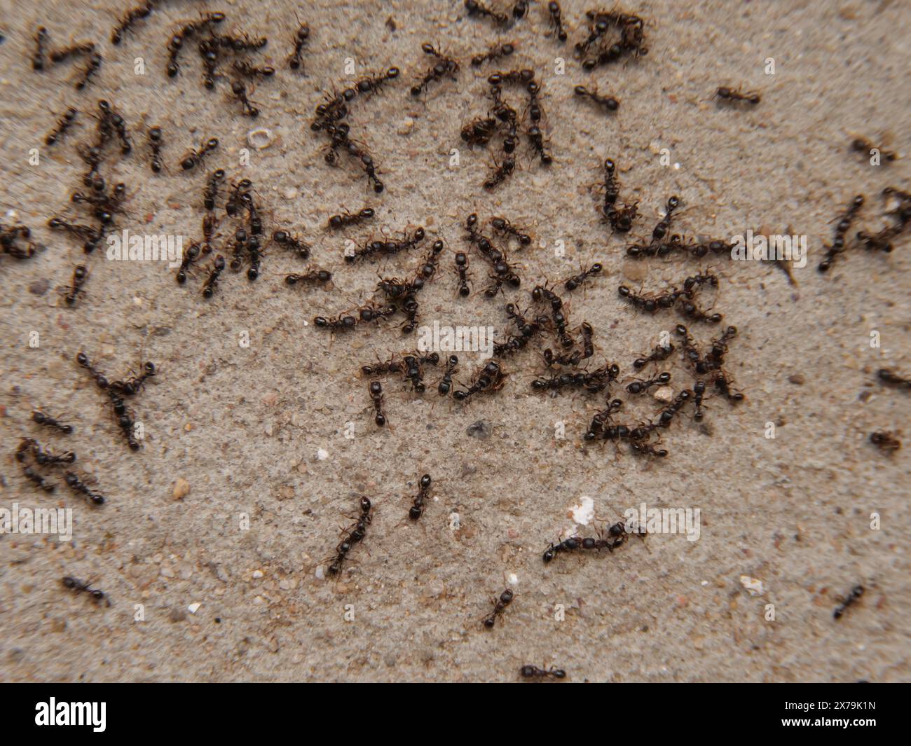Accumulation of black ants of the genus Lasius on a concrete slab in ...