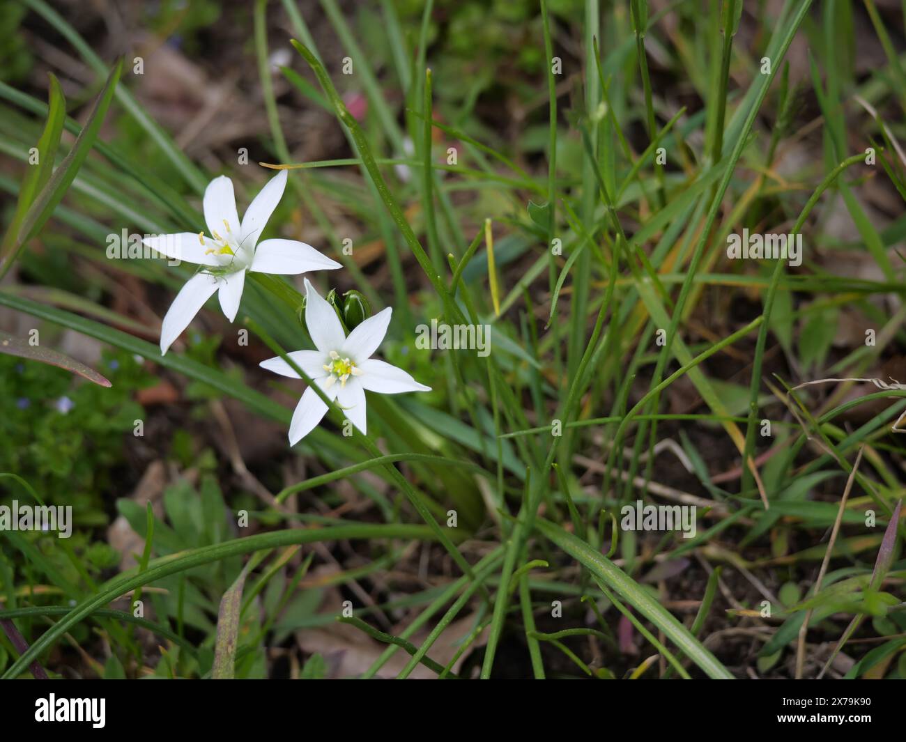 Flowers of the Ornithogalum umbelgarden star-of-Bethlehem Ornithogalum ...