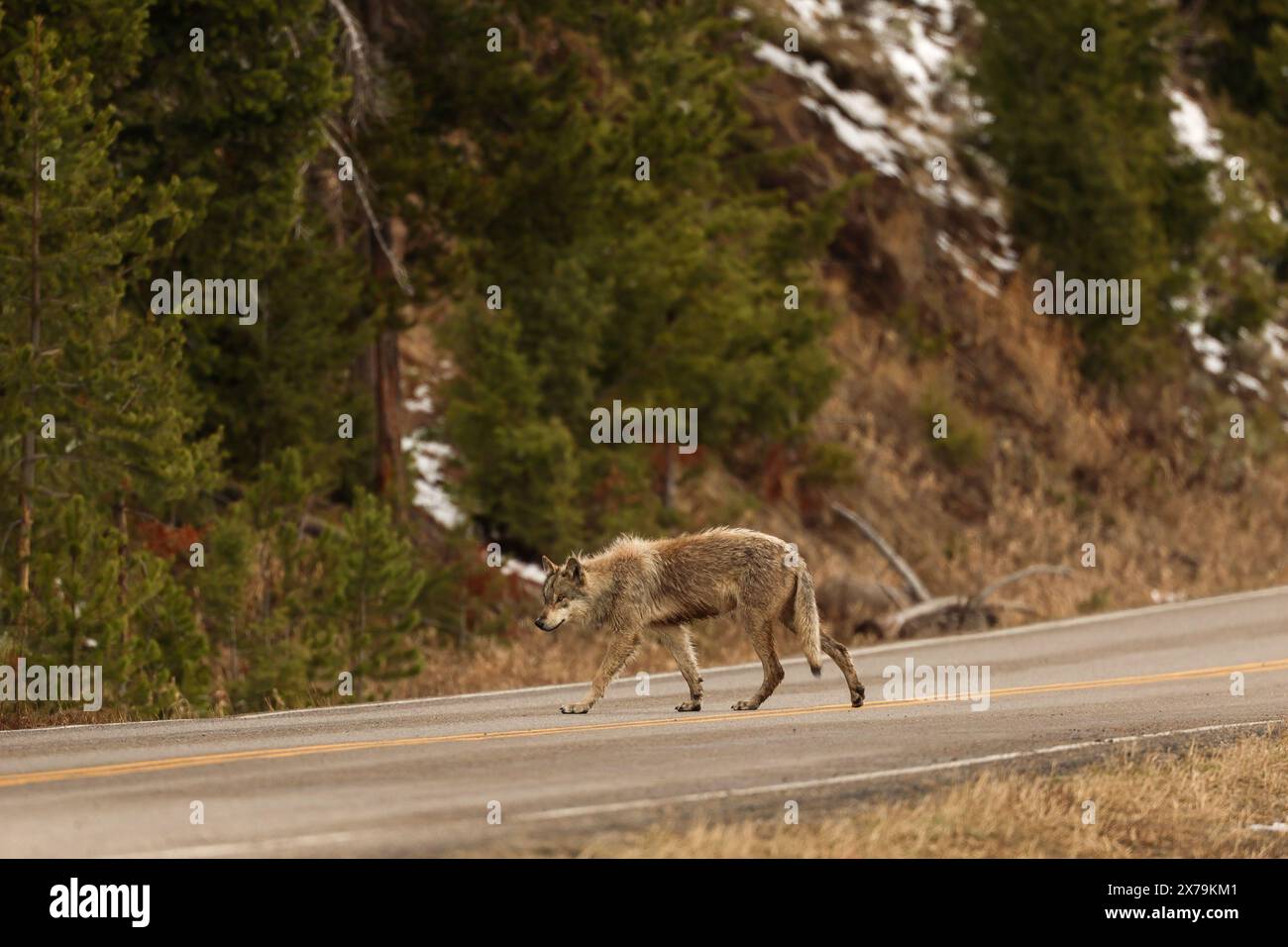 Grey wolf yellowstone national park hi-res stock photography and images ...