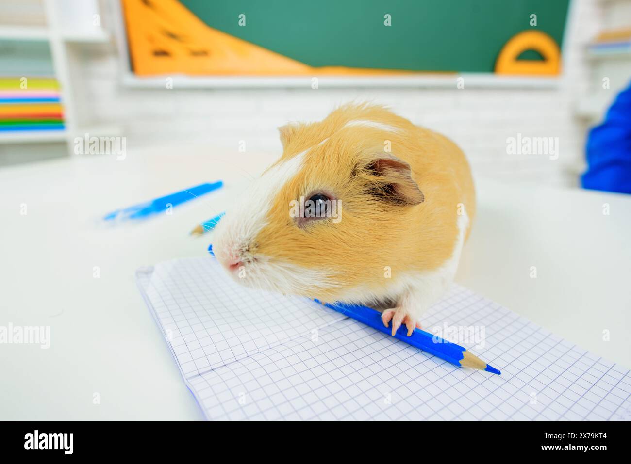 Animal biology zoology class hi-res stock photography and images - Alamy