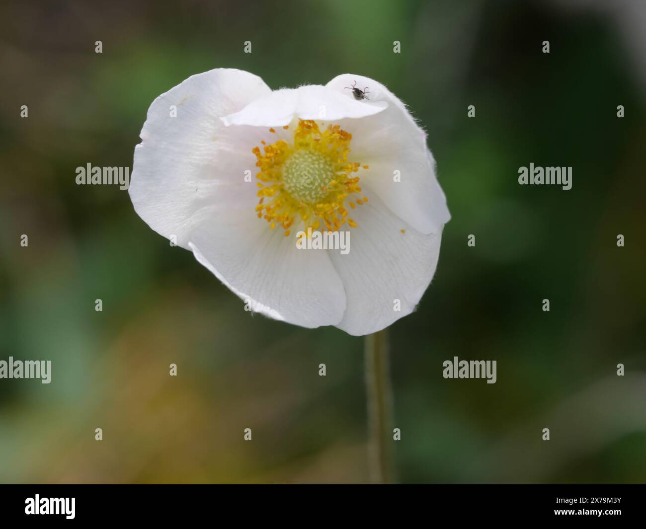 Macro photograph of the white flower of the great wood anemone Anemone ...