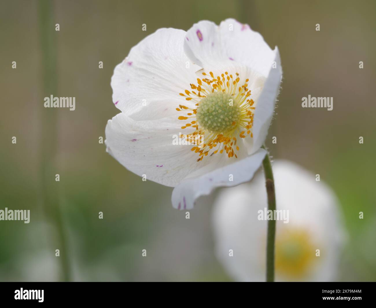 Macro photograph of the white flower of the great wood anemone Anemone ...