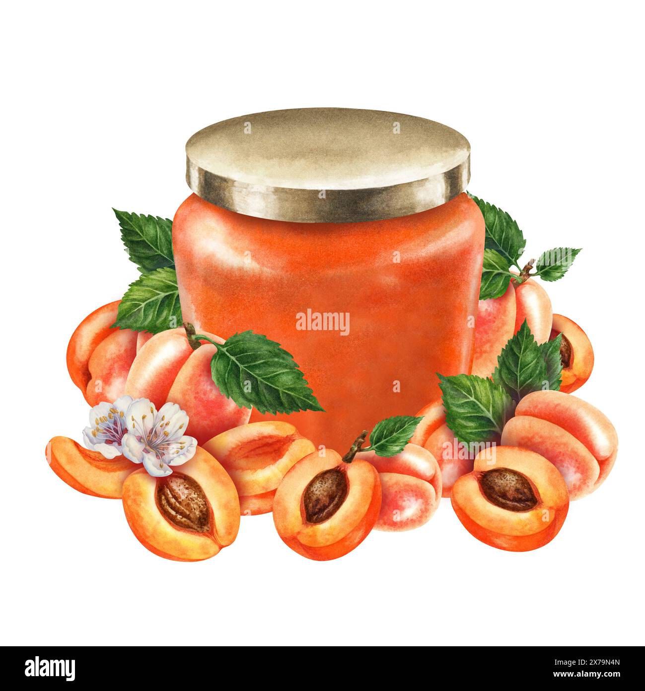 Glass jars sealed with metal lids contain apricot jam. Watercolor ...