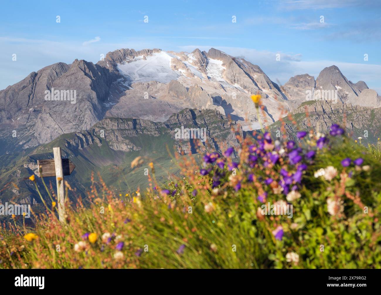 View of mount Marmolada peak with flowers, the highest mount of ...