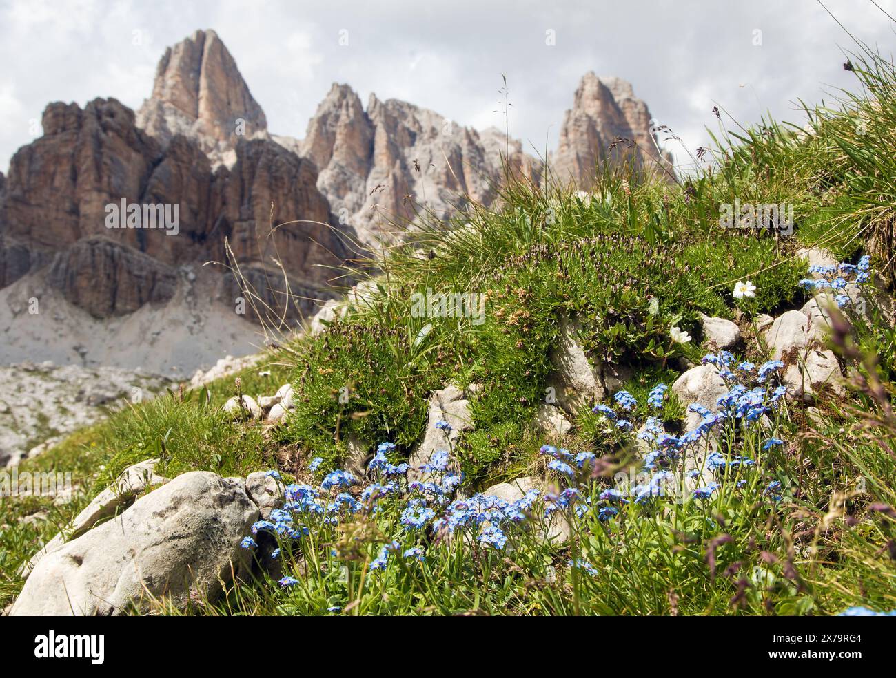 Blue flowers in Alps Dolomites mountains Stock Photo - Alamy