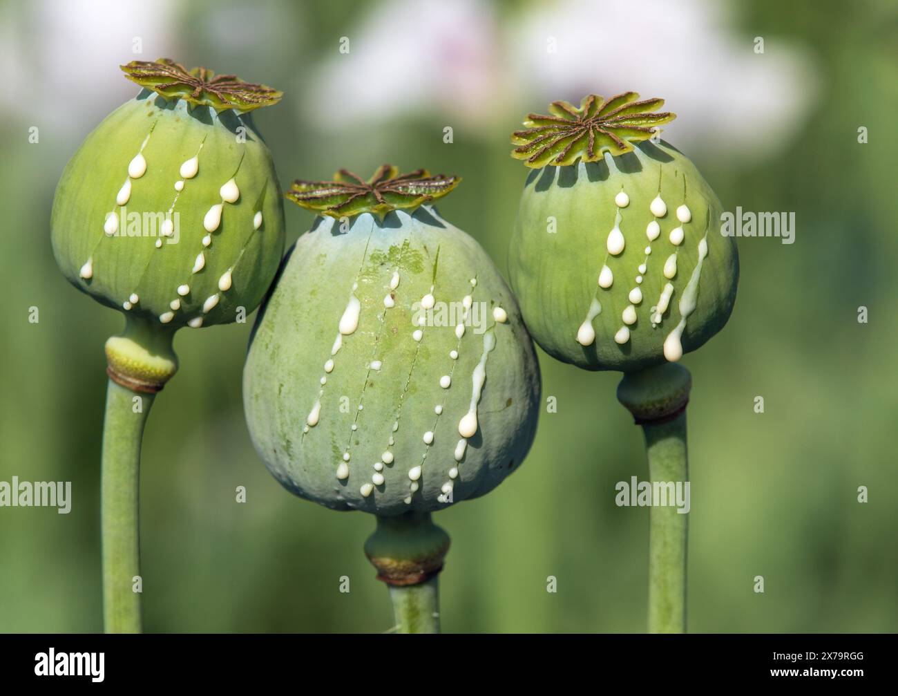 Detail of opium poppy heads, in latin papaver somniferum, immature ...