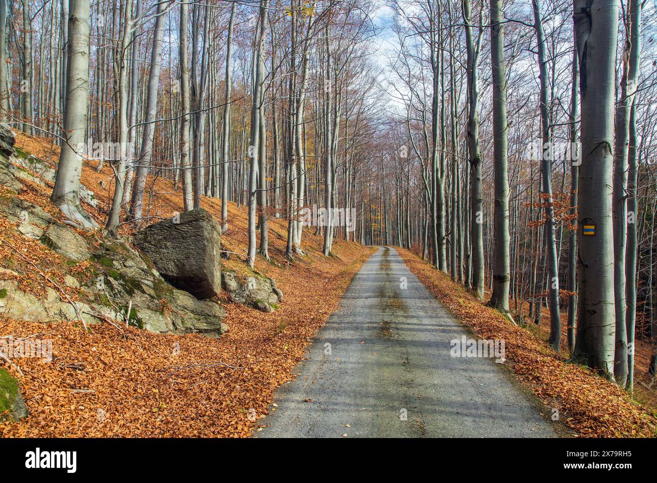 Autumn forest road in deciduous beech forest, Czech Republic Stock ...