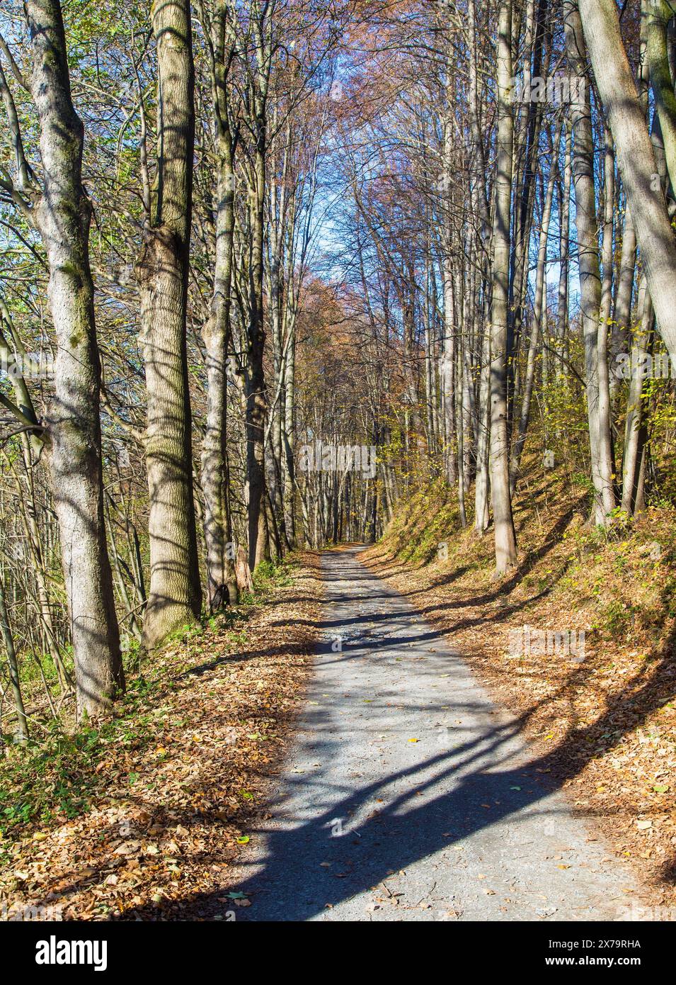 Autumn forest road in deciduous beech forest, Czech Republic Stock ...