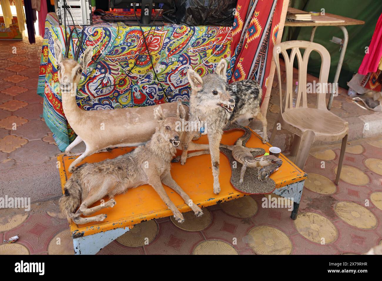 Preserved local fauna displayed in Western Algeria Stock Photo - Alamy