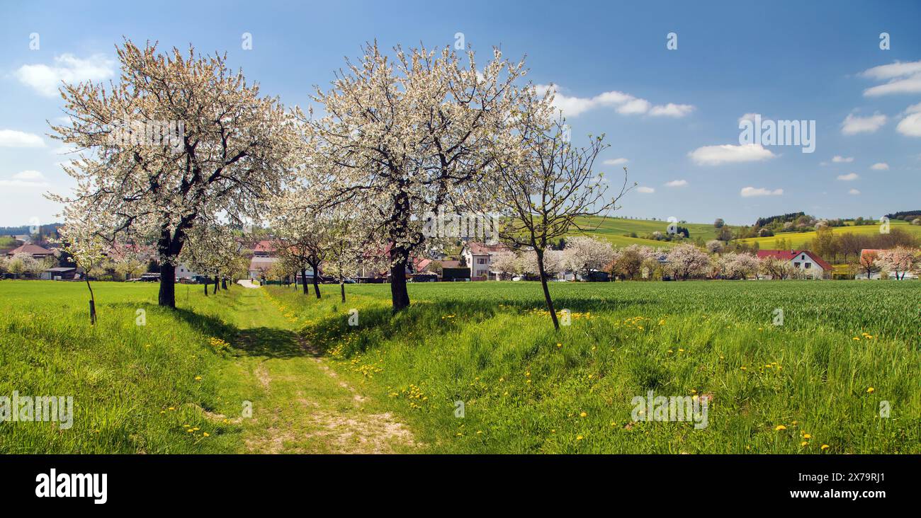 bridle path and alley of flowering cherry and plum trees, Springtime ...