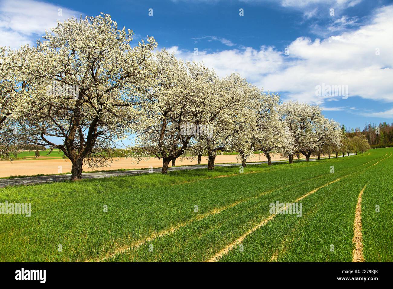 road and alley of flowering cherry trees in latin Prunus cerasus with ...