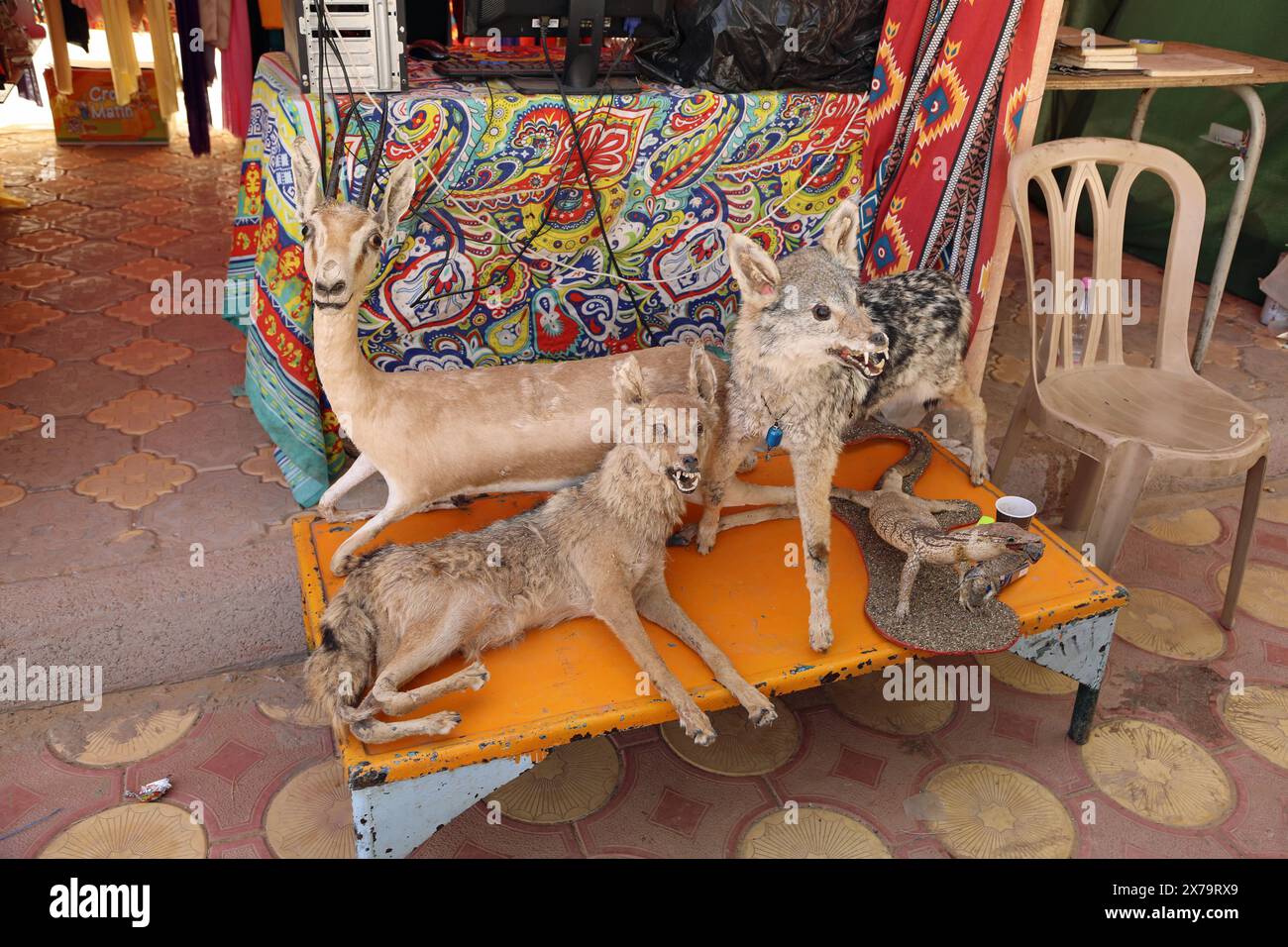 Preserved local fauna displayed in Western Algeria Stock Photo - Alamy