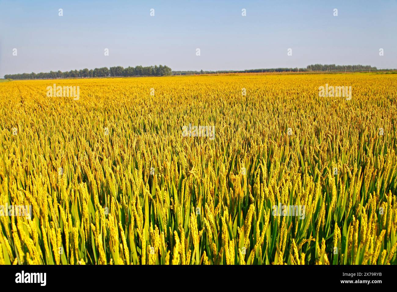 The autumn rice fields Stock Photo - Alamy