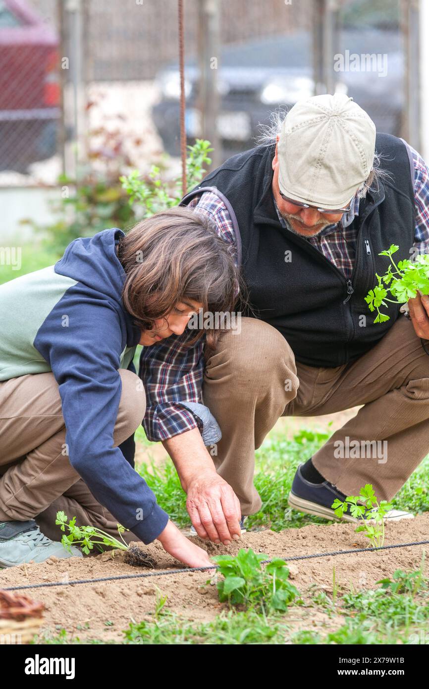 Grandfather teaches his grandson how to plant in the garden and how to ...