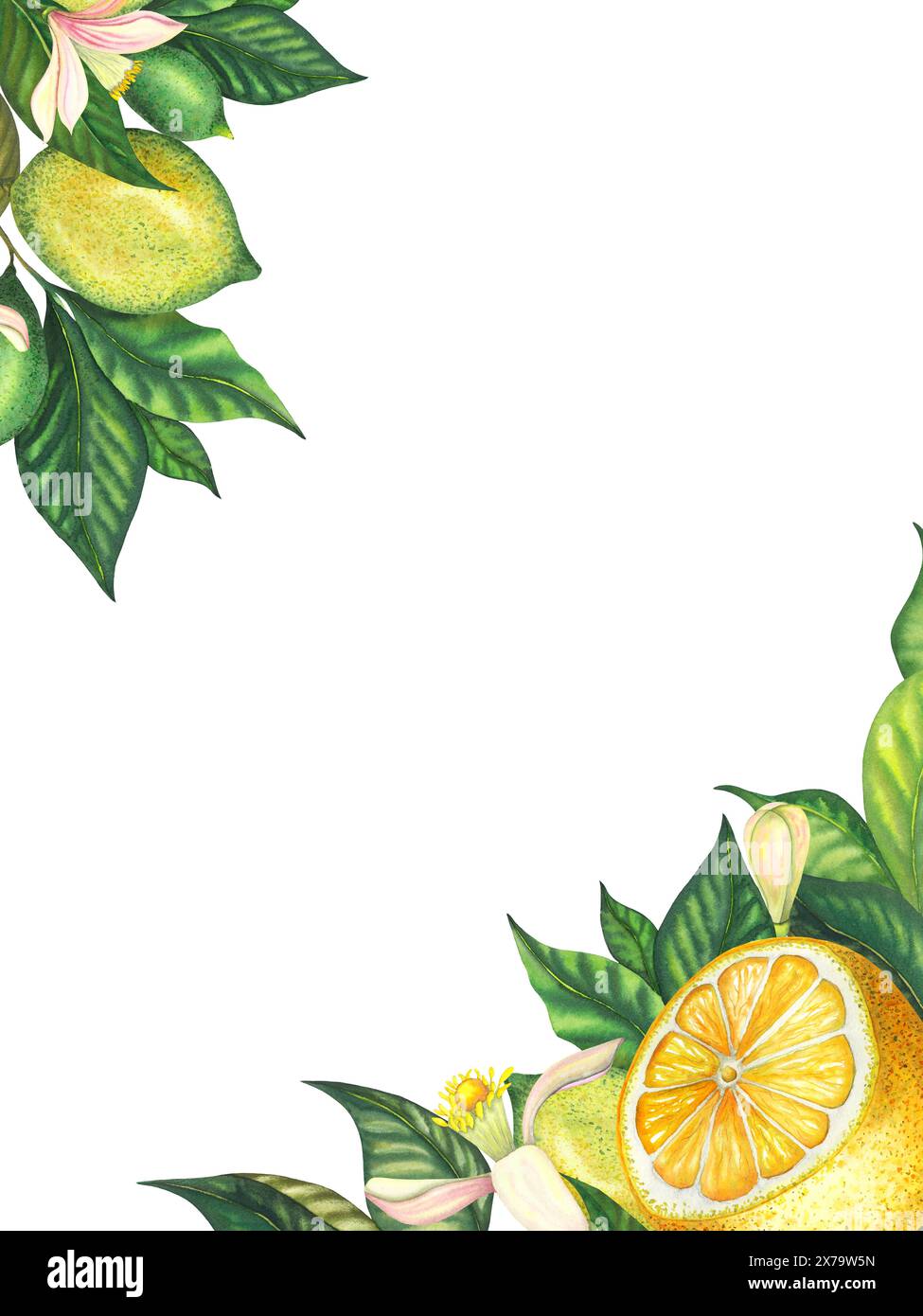 Watercolor lemon card template border with blooming limes and lime ...