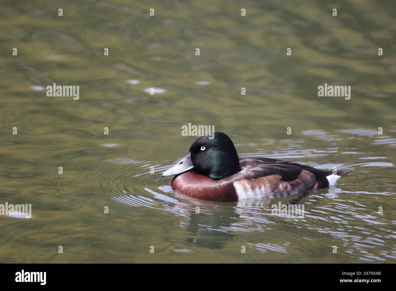 Baer's pochard or Siberian pochard or Siberian white-eye (Aythya baeri ...