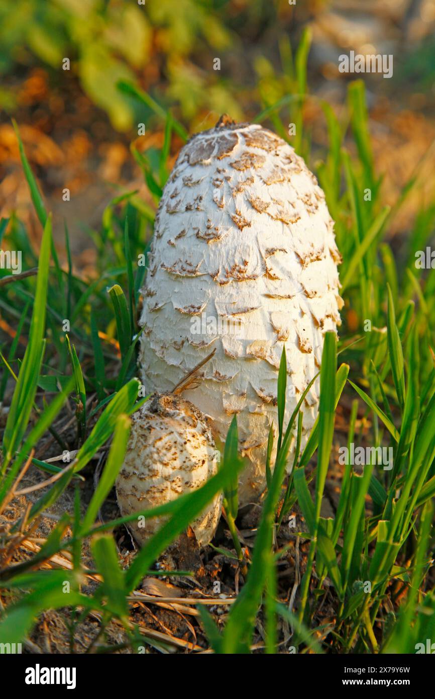 Summer in the forest growth of wild fungus, mushrooms Stock Photo - Alamy