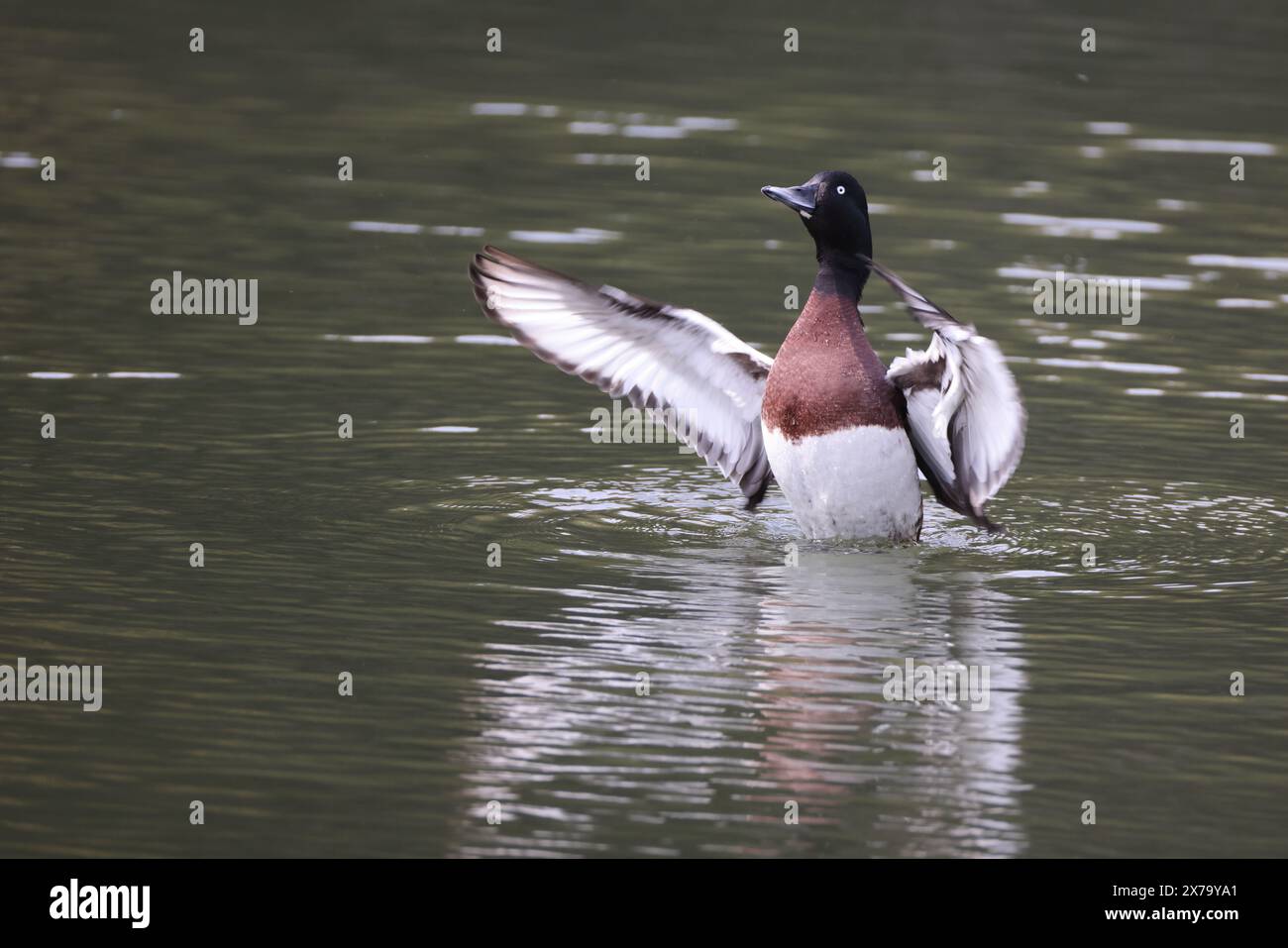 Baer's pochard or Siberian pochard or Siberian white-eye (Aythya baeri ...