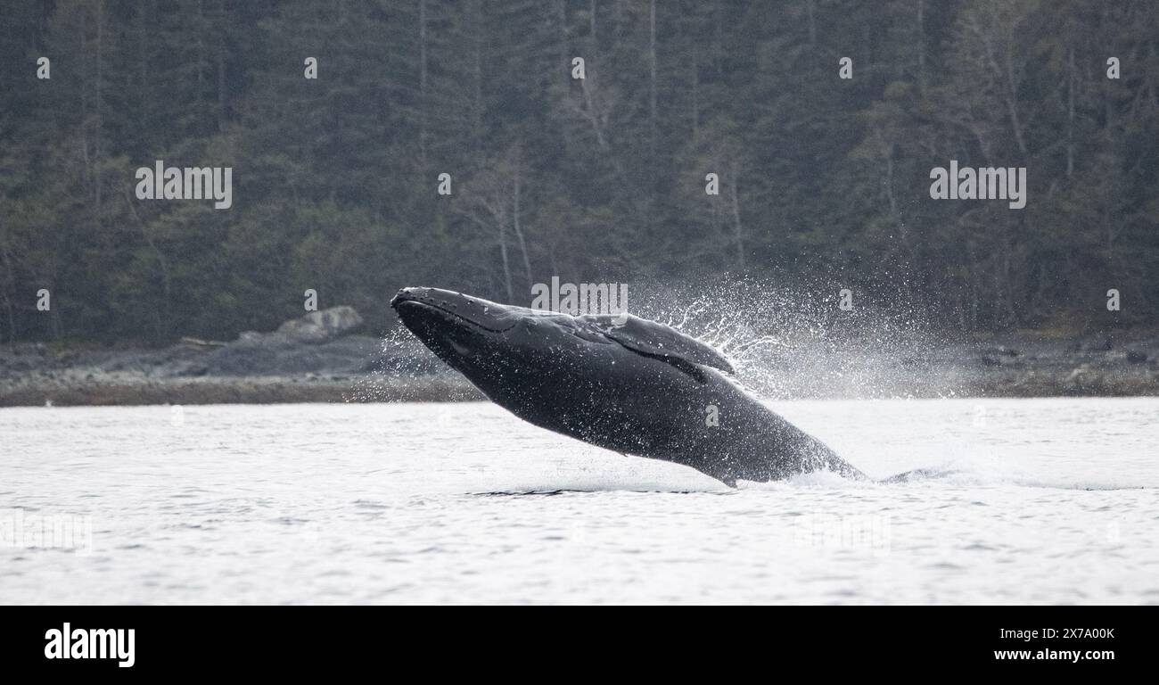Whale breaching alaska hi-res stock photography and images - Alamy