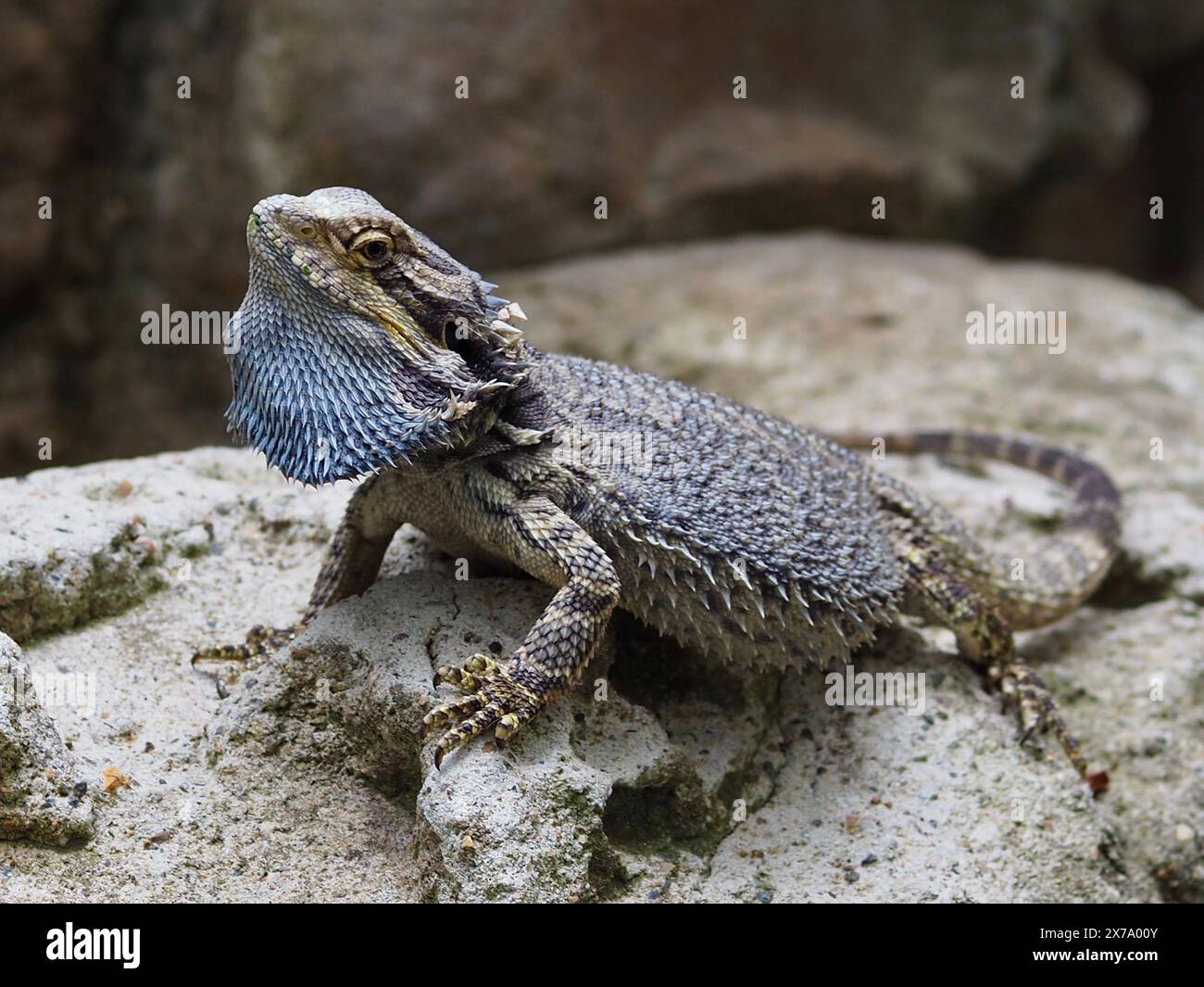 Spiny grey neck scales hi-res stock photography and images - Alamy