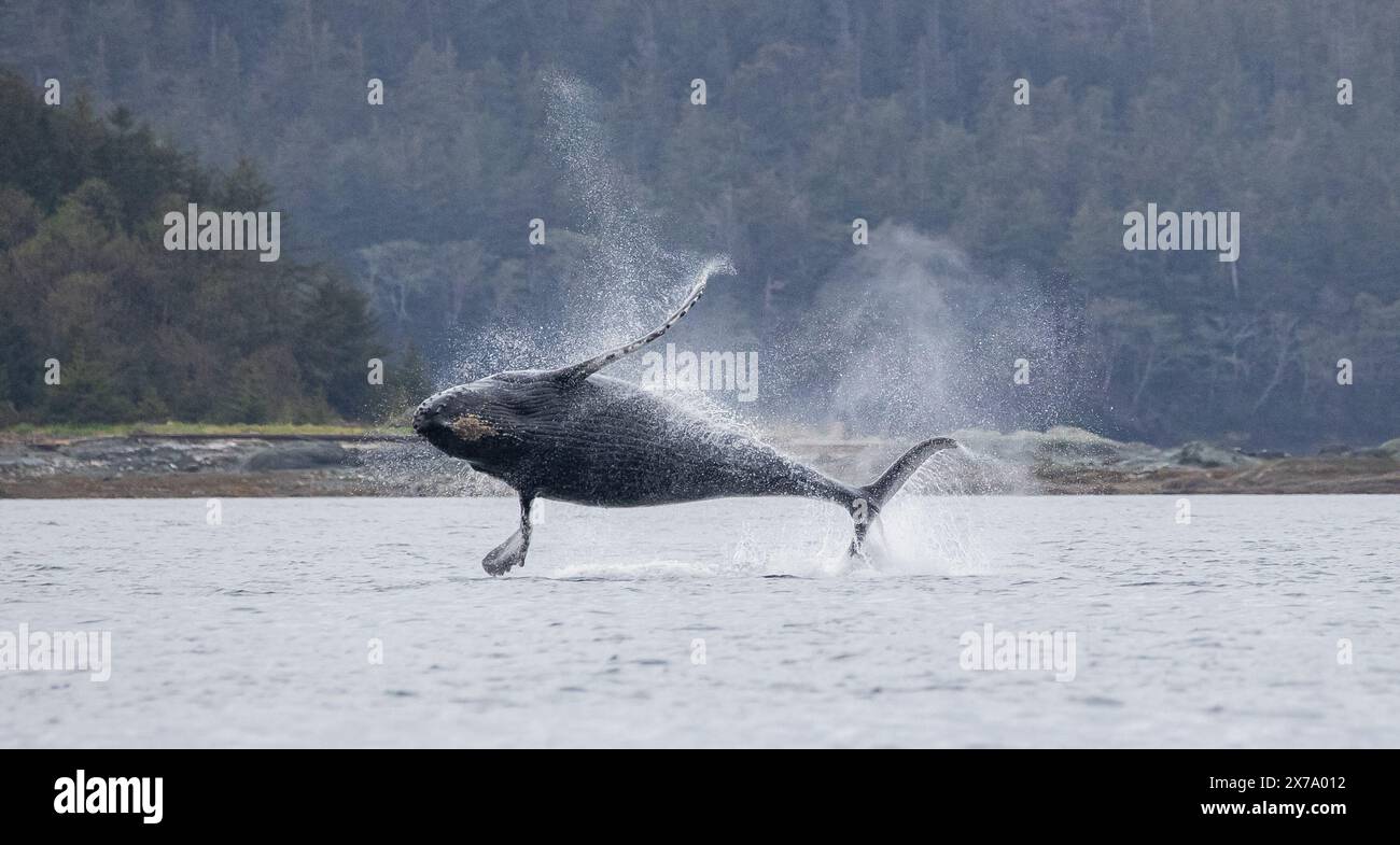 Humpback whale breaching Stock Photo - Alamy