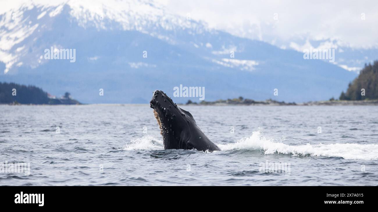 Whale breaching alaska hi-res stock photography and images - Alamy