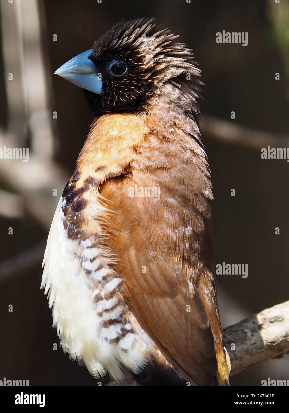 Delightful charming Chestnut-breasted Mannikin in natural beauty Stock ...