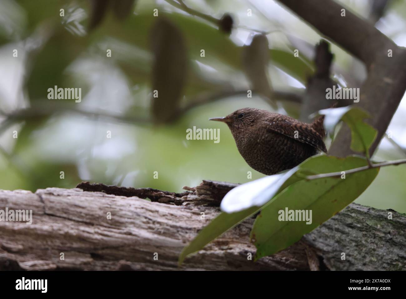 The Eurasian wren (Troglodytes troglodytes) or northern wren is a very ...
