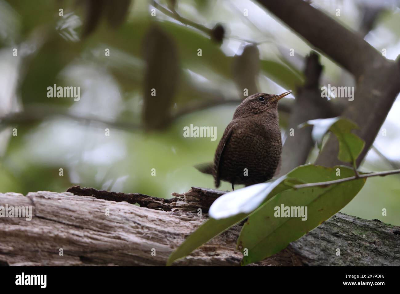 The Eurasian wren (Troglodytes troglodytes) or northern wren is a very ...